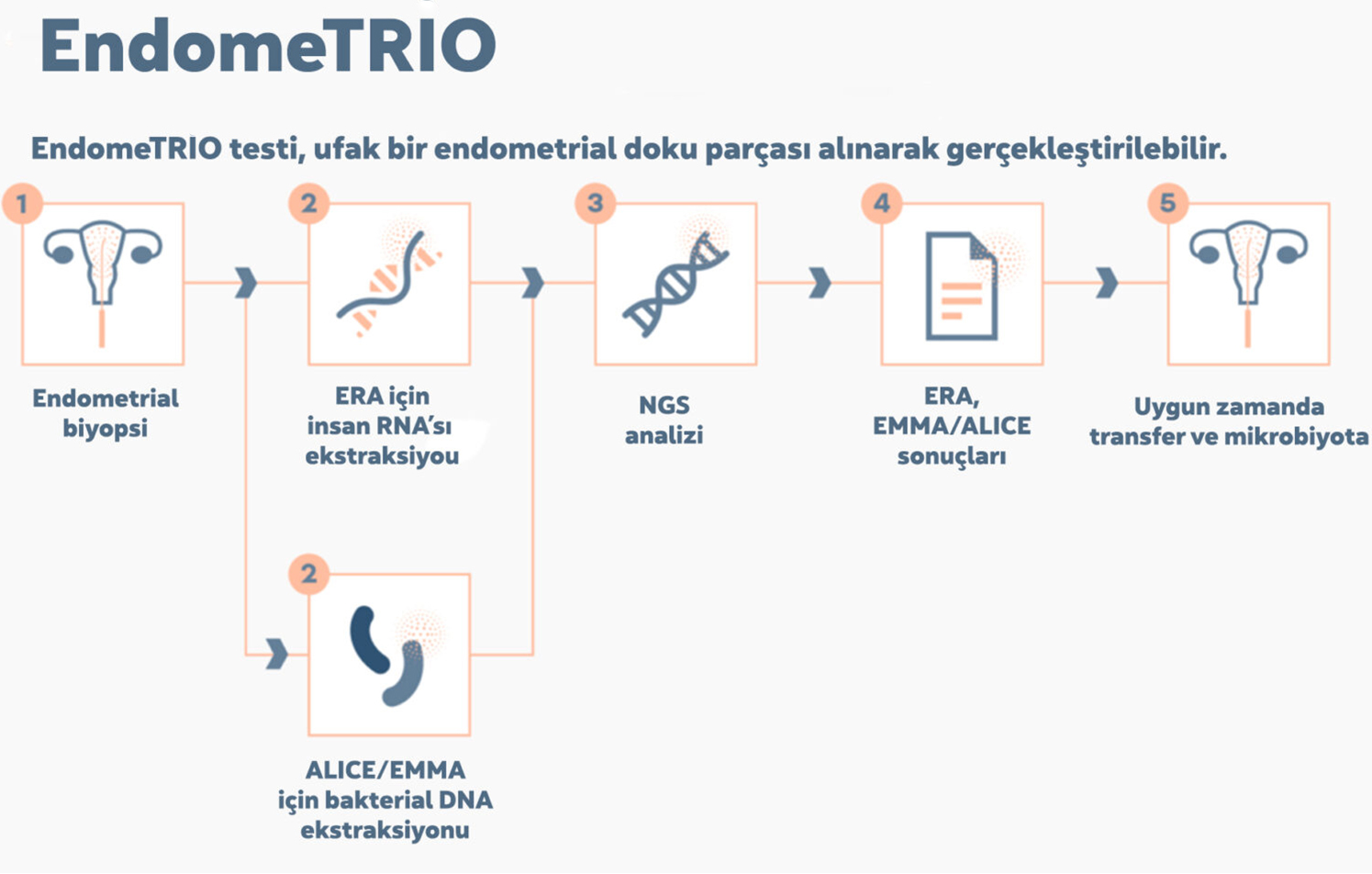 EndomeTRIO: Endometrium önemlidir